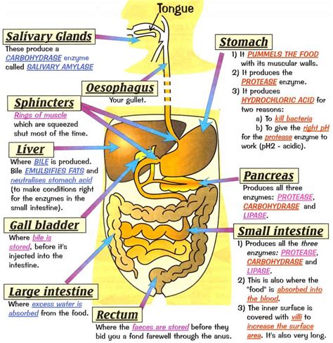 The Digestive System
