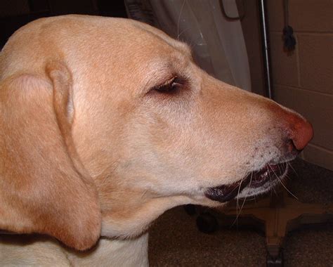 Maxillectomy Rostral Bilateral — Dr Julius M Liptak