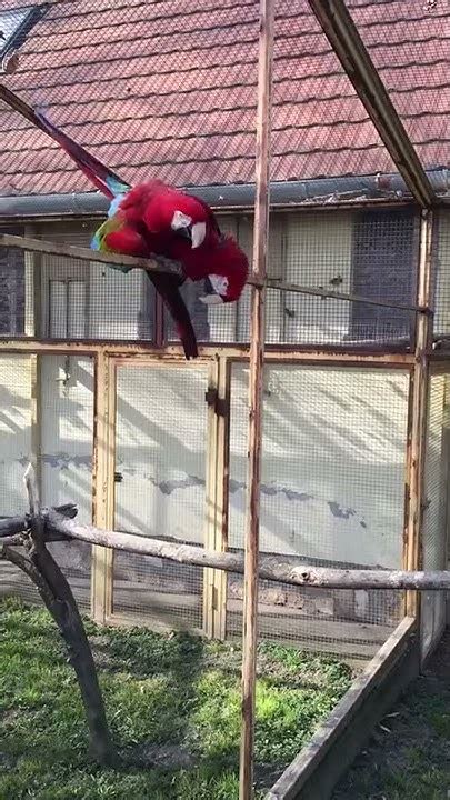 Macaw Sex Youtube
