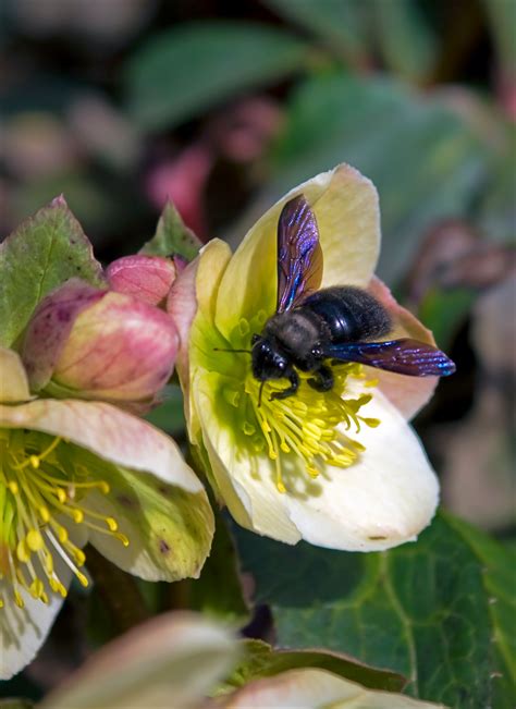 Stunning Blue Winged Carpenter Bee On A Silvermoon Hellebore Hybrid