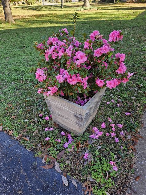 20241112135906 Robert Lippert Flickr