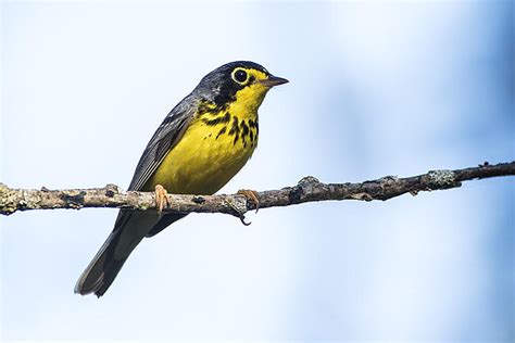 Canada Warbler Forestry Fact Sheet Fri Research