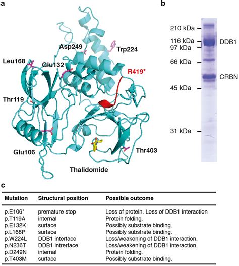 Structure Of The Ddb1 Crbn E3 Ubiquitin Ligase In Complex With