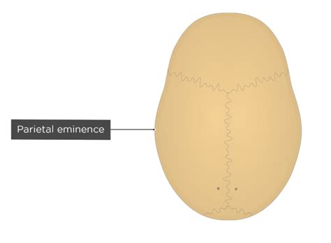 Parietal Bone Anatomy Location And Labeled Diagram Getbodysmart