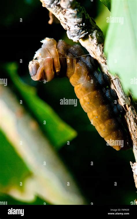 Western Tiger Swallowtail Papilio Rutulus Caterpillar Albuquerque
