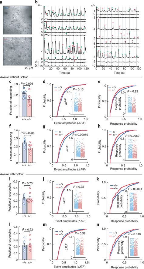 Reduced Whisker Responsiveness Of Ssc Neurons In Behaving Syngap1 Download Scientific Diagram