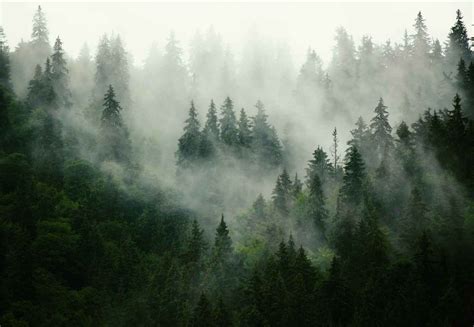 Misty Forest Wallpapers 4k Hd Backgrounds On Wallpaperbat