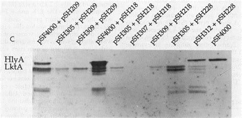 Functional Complementation Studies A Abbreviated Restriction Map Of
