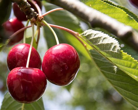 Cherries Fruit Summer Sweet Free Photo On Pixabay Pixabay