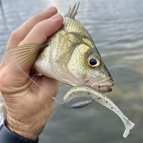 Light Tackle Light Fish Reel Chesapeake