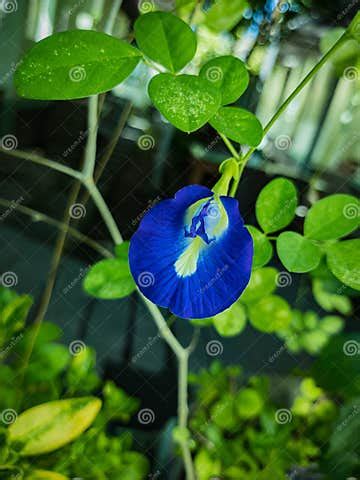 Beautiful Butterfly Pea Flower Looks Like A Vagina Stock Image Image