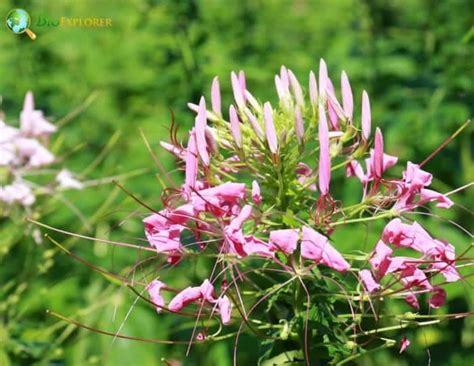 Tares Flowers Lolium Temulentum Darnel Cockle