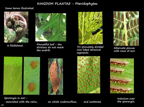 Fern Classification Structure And Life Cycle Botany Brisbane