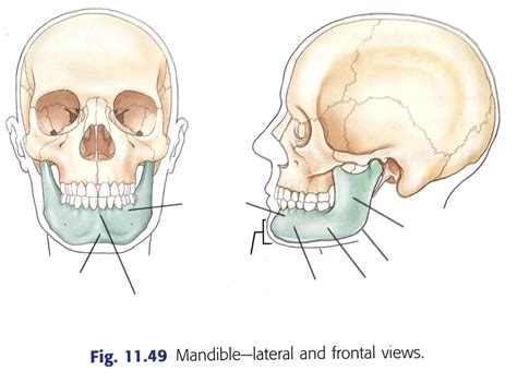 Mandible Diagram Quizlet