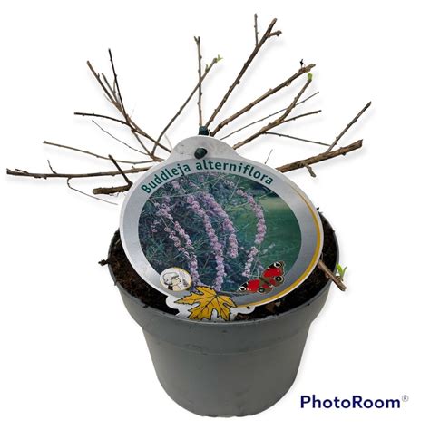 Buddleja Alternifolia — Plant Wholesale Floraccess