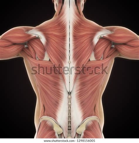 Human Muscles From Back At John Bing Blog