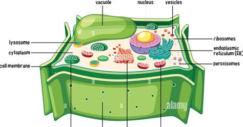 Plant Cell Lysosome Body Painting Pictures