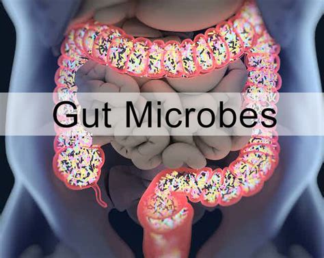 Gut Microbes Helena Thai Laboratories Bangkok Thailand