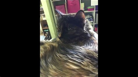 Kitty Reveal 🐈‍⬛ Youtube