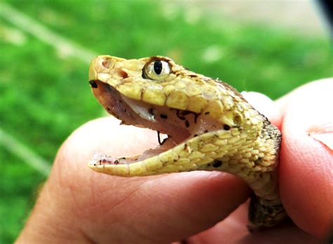 Bothrops Asper Barba Amarilla La Serpiente MÁs Temida De