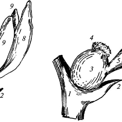 Types Of Angiosperm Carpel Structures On The Example Of Free Carpels