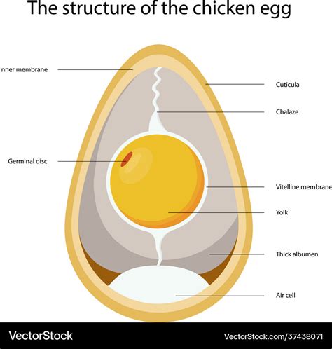 Chicken Egg Structure Royalty Free Vector Image