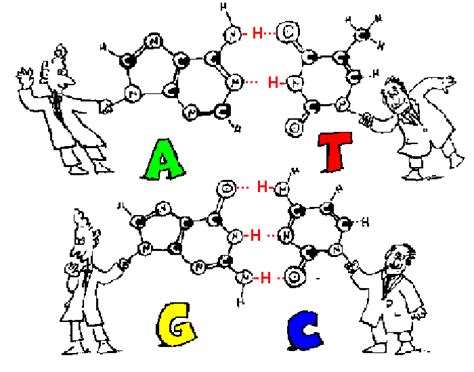 Complementary Base Pairing