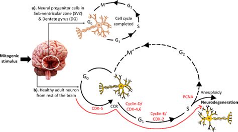 Neuronal Cell Cycle Mitogenic Signals Received By Neural Progenitor Download Scientific
