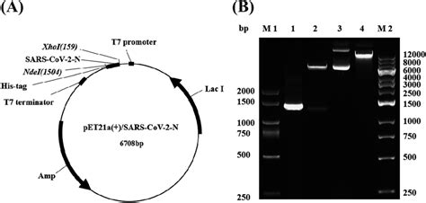 Construction And Enzymatic Restriction Analysis Of Download