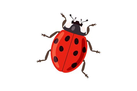 Ladybug Insect On White Background Carto Graphic By Pch Vector