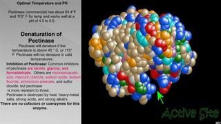 Pectinase Enzyme Characteristics And Production Pptx