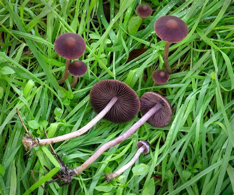 California Fungi Psathyrella Bipellis