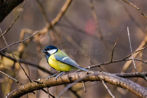 Titmouse Bird Small Wildlife Birds At Public Park Stock Image Image Of Parus Branch 263461425