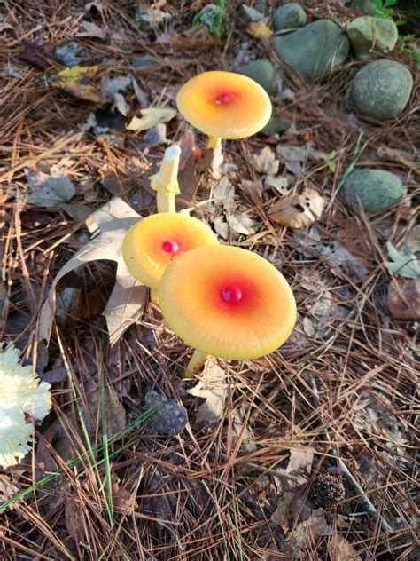 Just A Spore Print Of The Most Commonly Consumed Poisonous Mushroom In