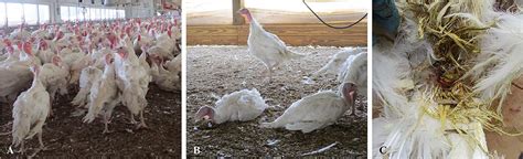 Concurrent Histomonas Meleagridis And Hemorrhagic Enteritis Virus