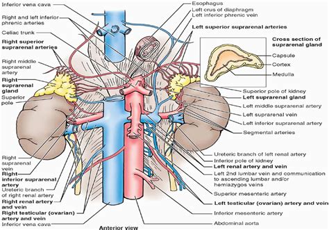 Renal Vein Anatomy