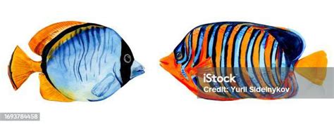 흰색 바탕에 열대어 산호초의 밝은 주민입니다 Pygoplites Diacanthus 물고기 여름 디자인을 위한 수채화 그림 산호초에 대한 스톡 벡터 아트 및 기타 이미지