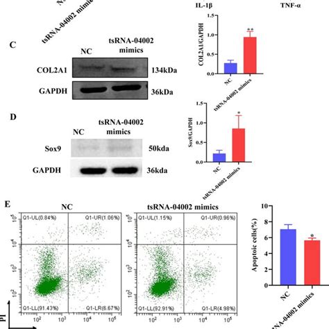 Prkca Was The Target Gene Of Tsrna 04002 A Diagram Of The Tsrna 04002 Download Scientific