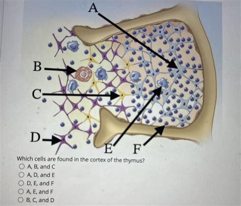 Solved Which Cells Are Found In The Cortex Of The Thymusa