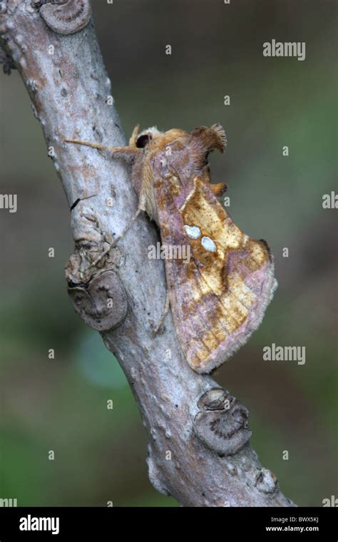 Animal Animals Moth Moths Lepidoptera Insect Insects Invertebrate Invertebrates Arthropod