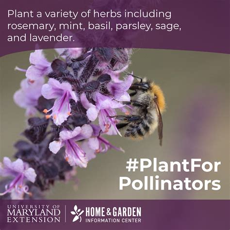 Plant For Pollinators 9 Ways To Attract And Help Pollinators In Your
