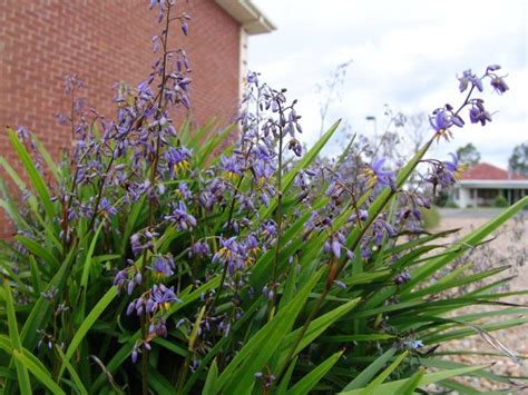 Dianella Little Jess Plants For Spaces