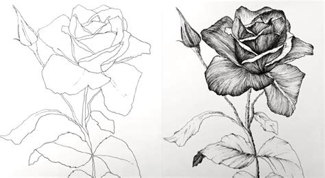 Easy Close Up Of Flower To Draw Perry Foriever Easy Close Up Of Flower To Draw Perry Foriever