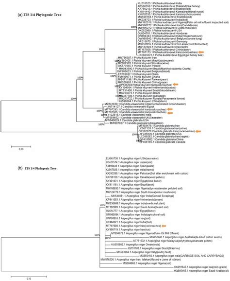 Dendrograms Of P Kudriavzevii C Viswanathii P Kluyveri Candida