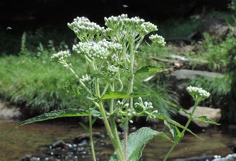 Boneset Herb Identification At Ella Dierking Blog