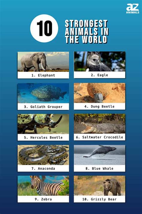 The Remarkable Strength Of The Most Strongest Animal In The World
