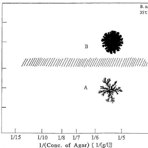 Pdf Pattern Formation In Cultures Of Bacillus Subtilis