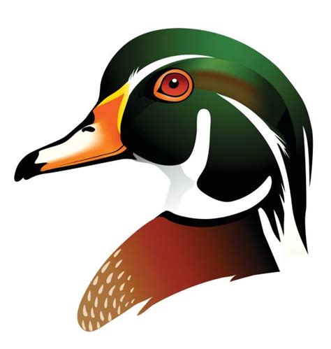 3100 Duck Head Stock Illustrations Royalty Free Vector Graphics