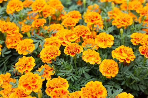 Premium Photo Marigold Flower In The Garden