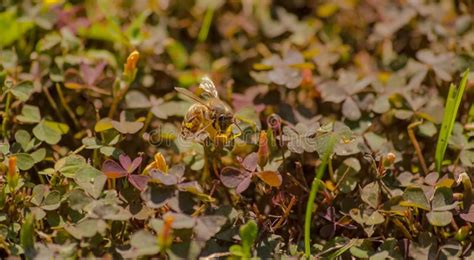 A Bee On A Yellow Flower Among The Limb Collects Nectar And Pollen Stock Image Image Of